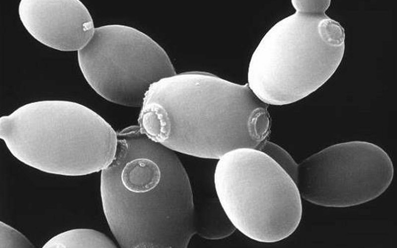 Inactive Yeast – PROSOL