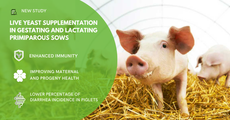 Effect of Live Yeast Supplementation in Gestating and Lactating Primiparous Sows: the study ...
