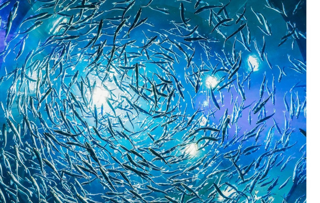 News Room – PROSOL